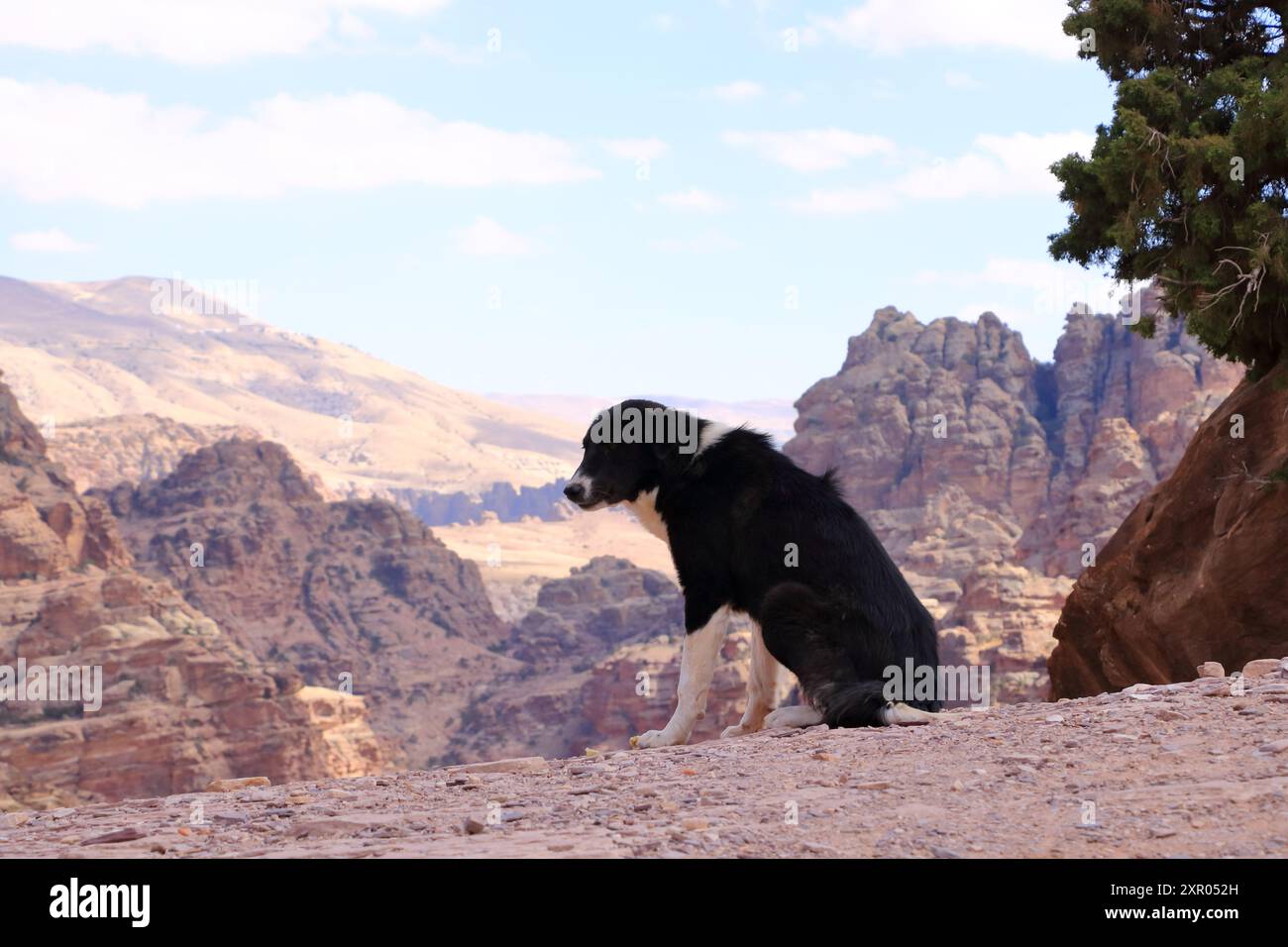 cute stray dog at the area of Wadi Musa, Petra in Jordan Stock Photo ...