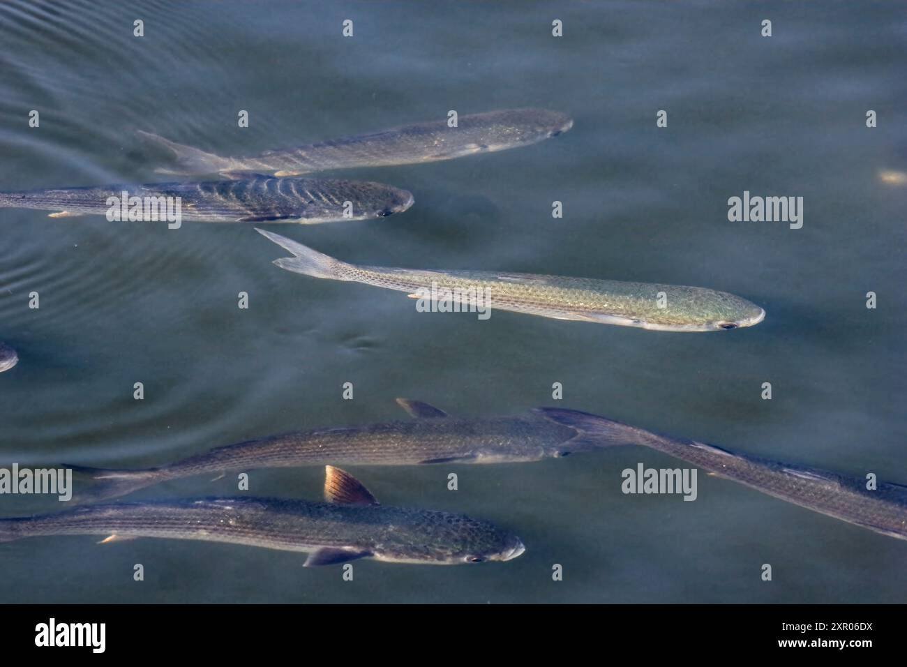 Douro river big mullets shoal Stock Photo - Alamy