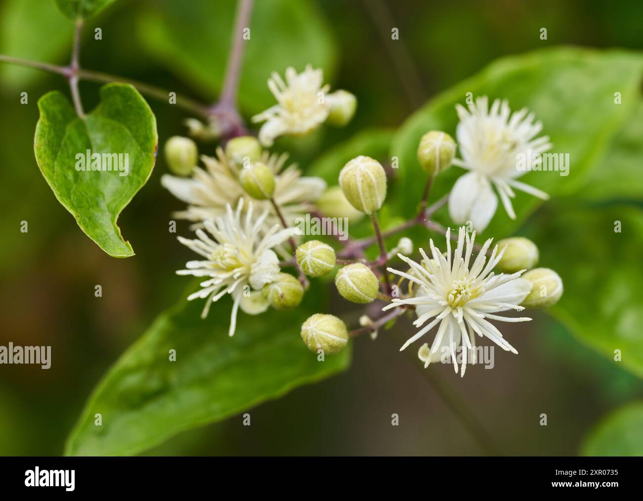 Old man's beard (Clematis vitalba) flowers blooming in a shrub in the ...