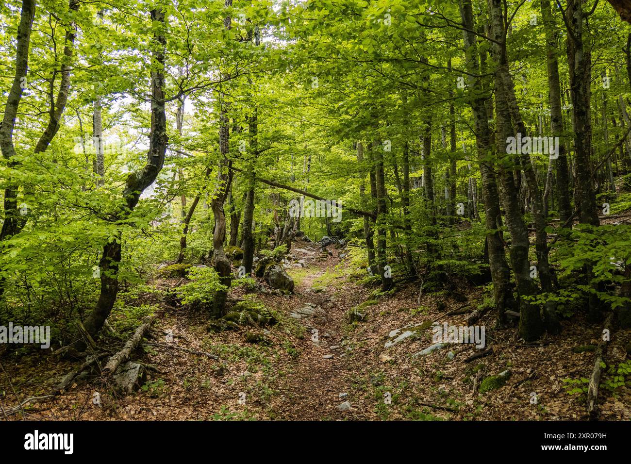 Trekking in a hemlock forest, Lovcen National Park, Montenegro Stock ...