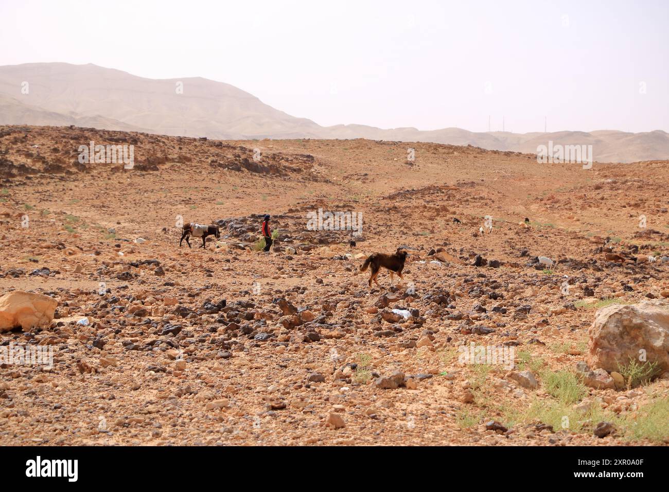Jordan in Middle East - May 11 2024: a shepherd with his herd of goats ...