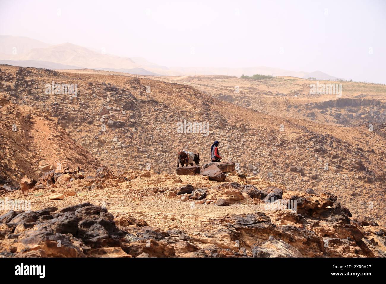 Jordan in Middle East - May 11 2024: a shepherd with his herd of goats ...