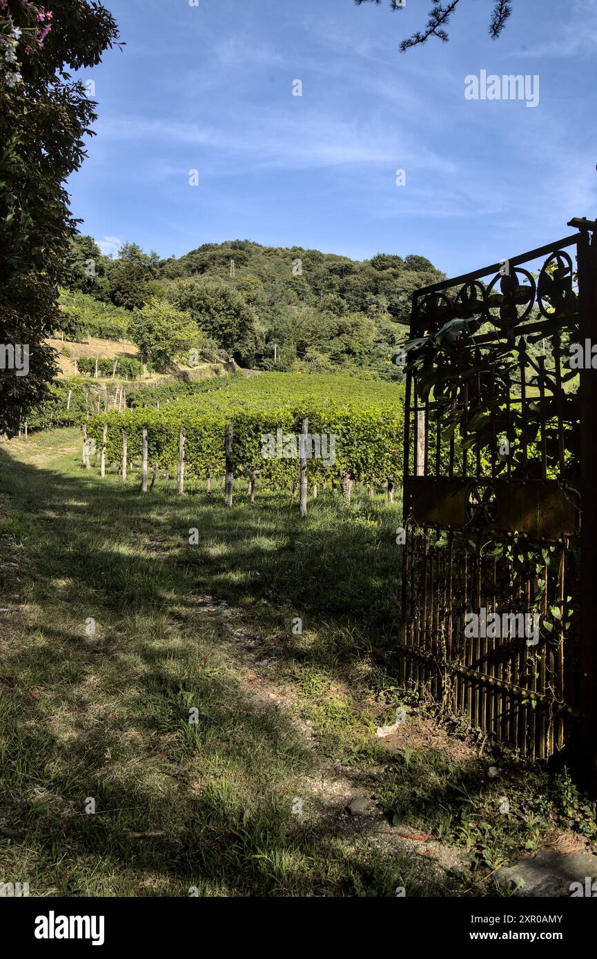 Open gate leading to a path winding through a vineyard in Italy Stock ...