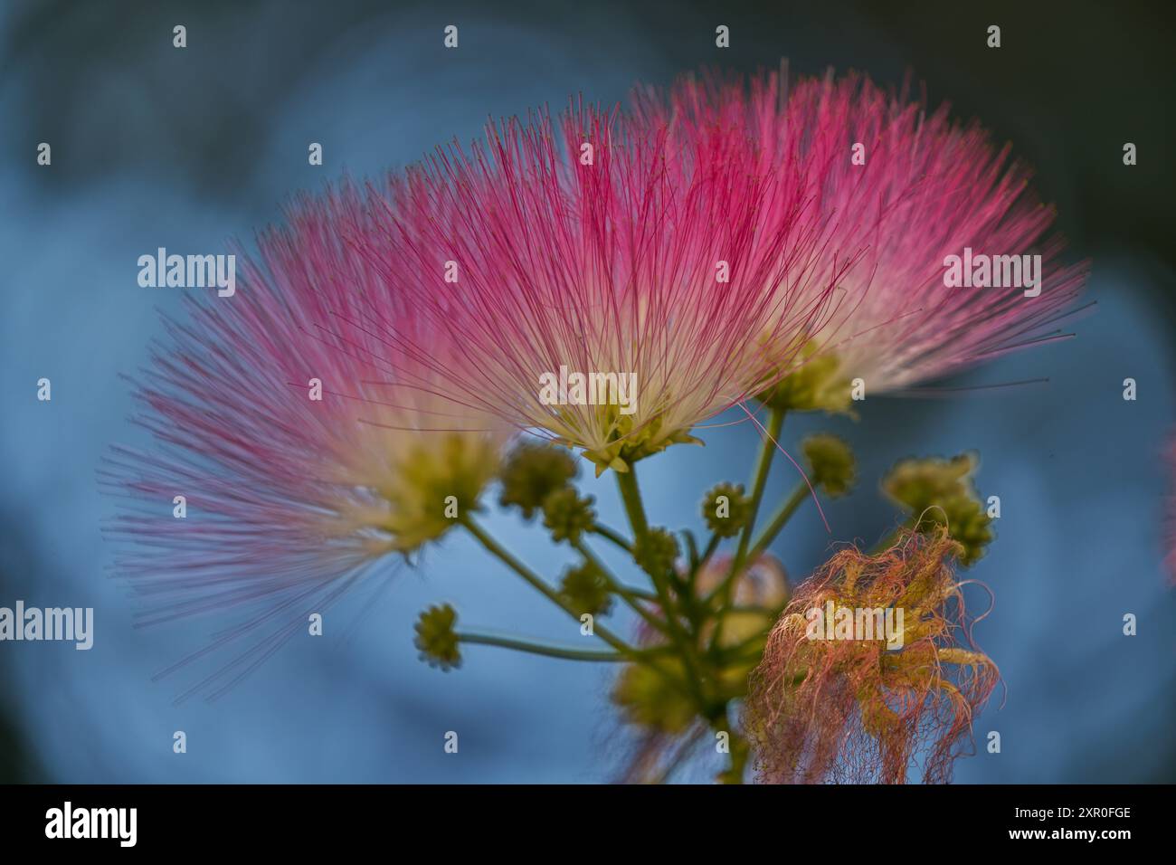 Lush colorful albizia julibrissin flower close up silk plants, silk ...