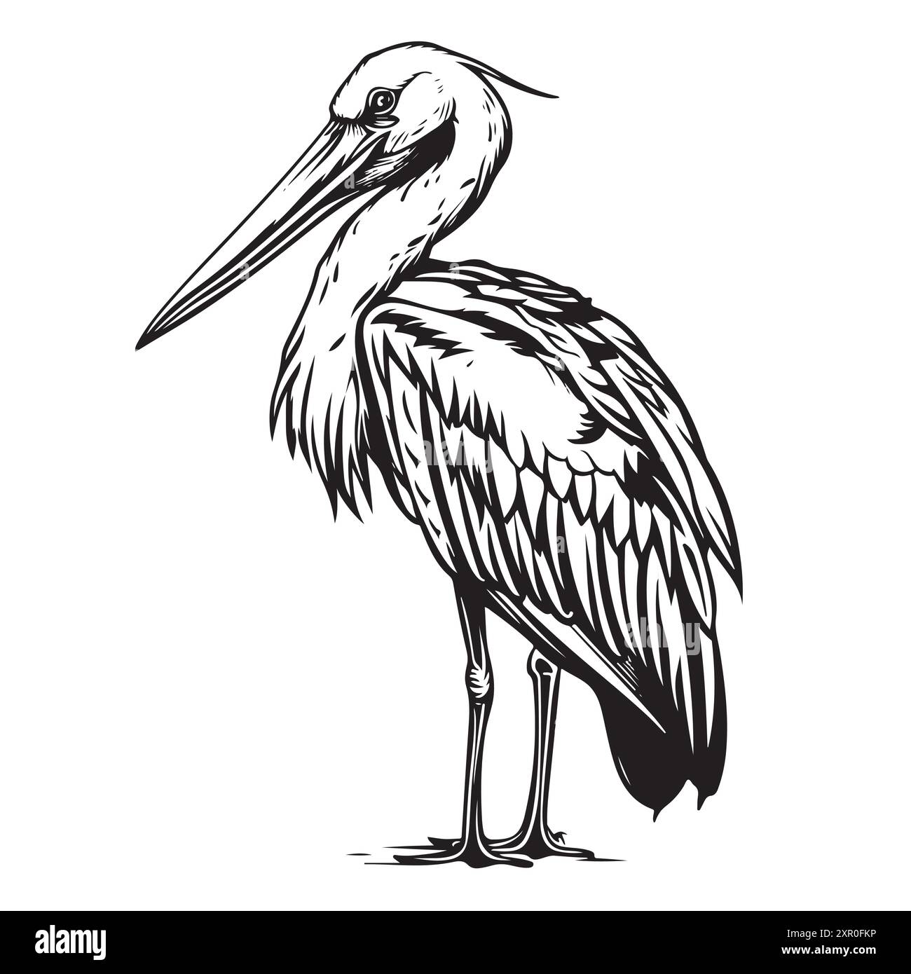 Stork drawing Black and White Stock Photos & Images - Alamy