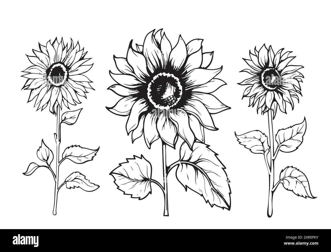 Vector Sunflowers illustration set, Black and White Floral outline set ...