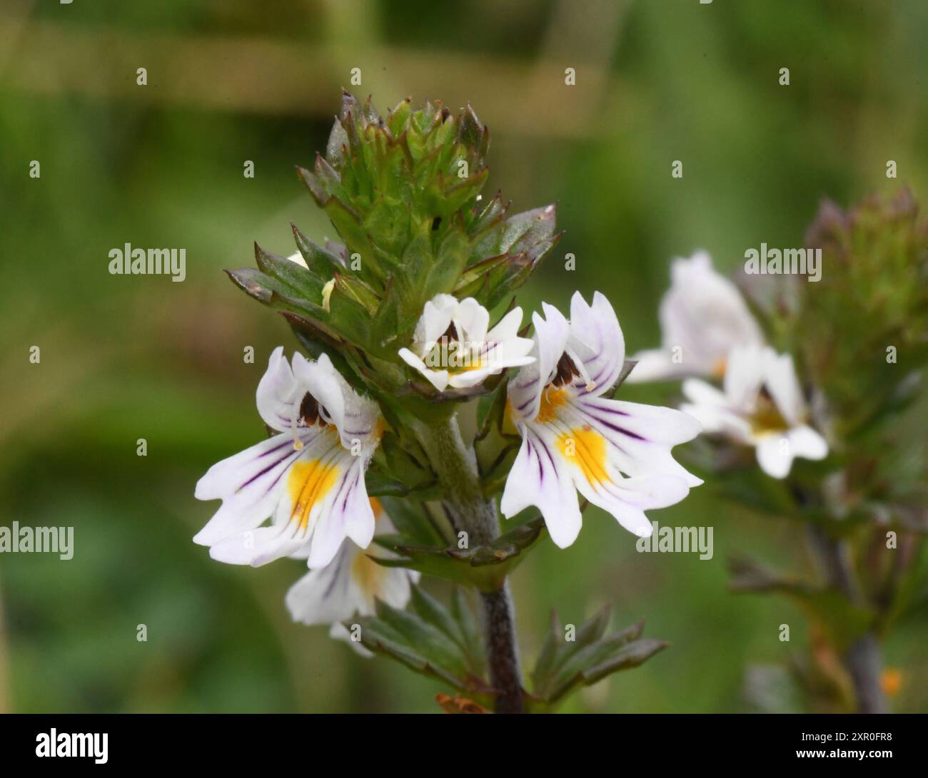 Family orobanchaceae hi-res stock photography and images - Alamy