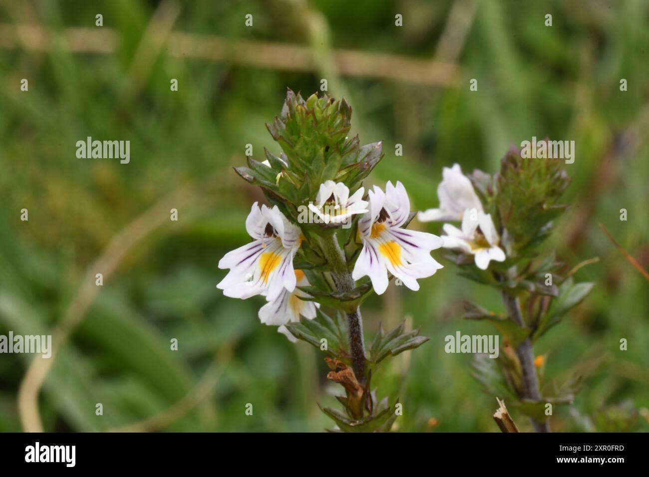 Common Eyebright flowers "Euphrasia nemorosa" a hemiparasitic, annual ...