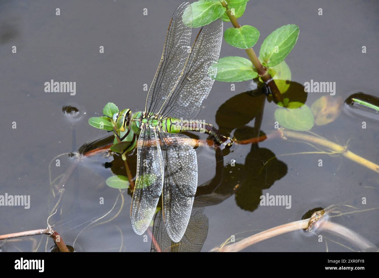 A female emperor dragonfly "Anax imperator" laying her eggs on a ...