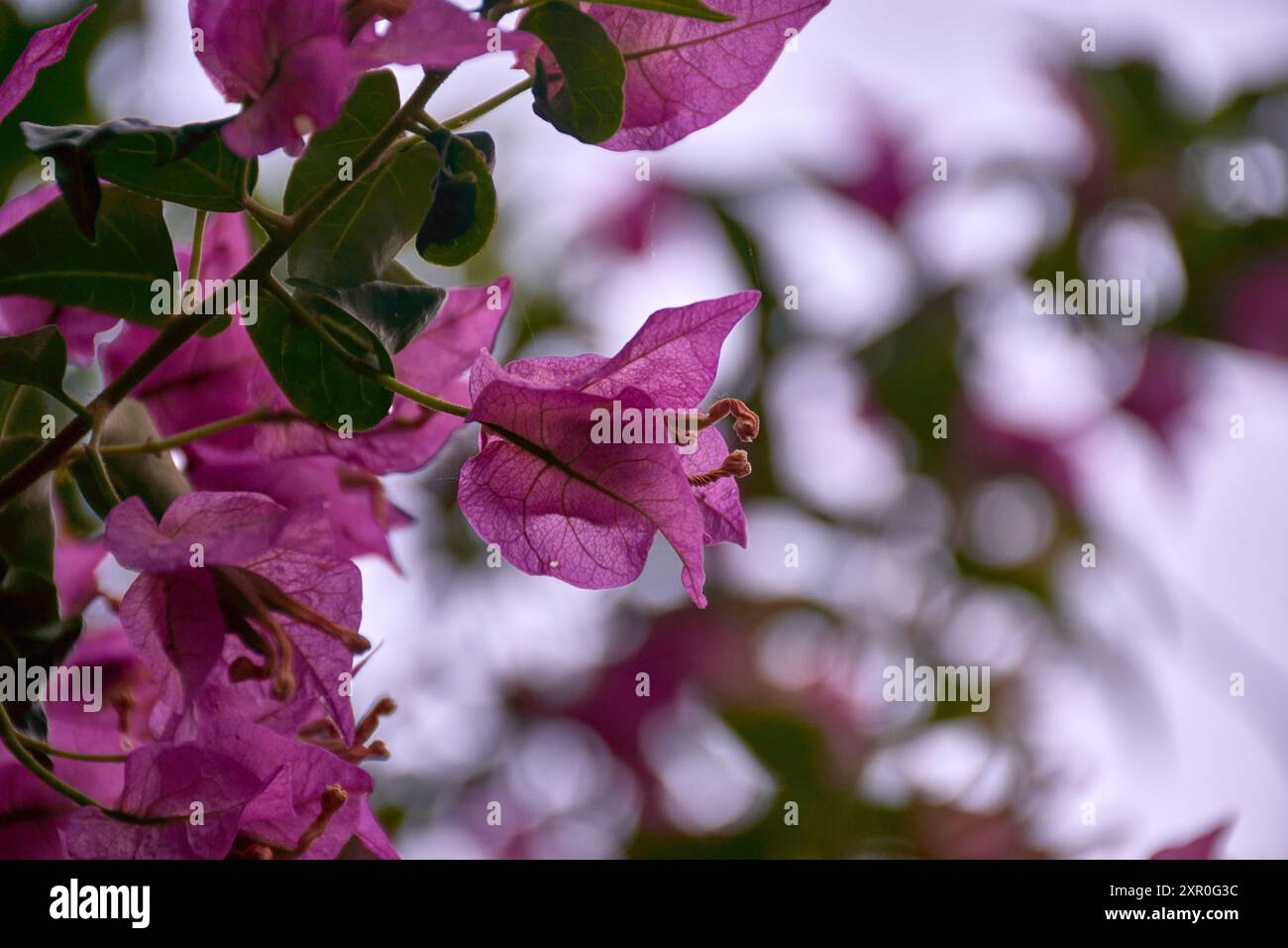 the lush beauty of multiple Bougainvillea Spectabilis flowers blooming ...