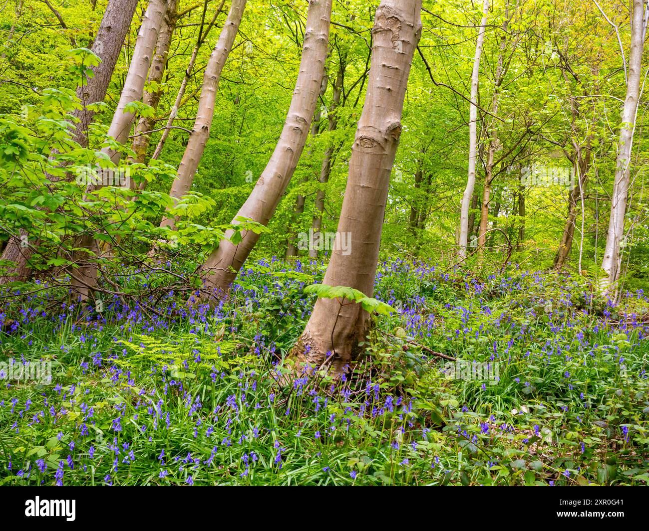 Woodland trees with bluebells below in spring UK Stock Photo - Alamy