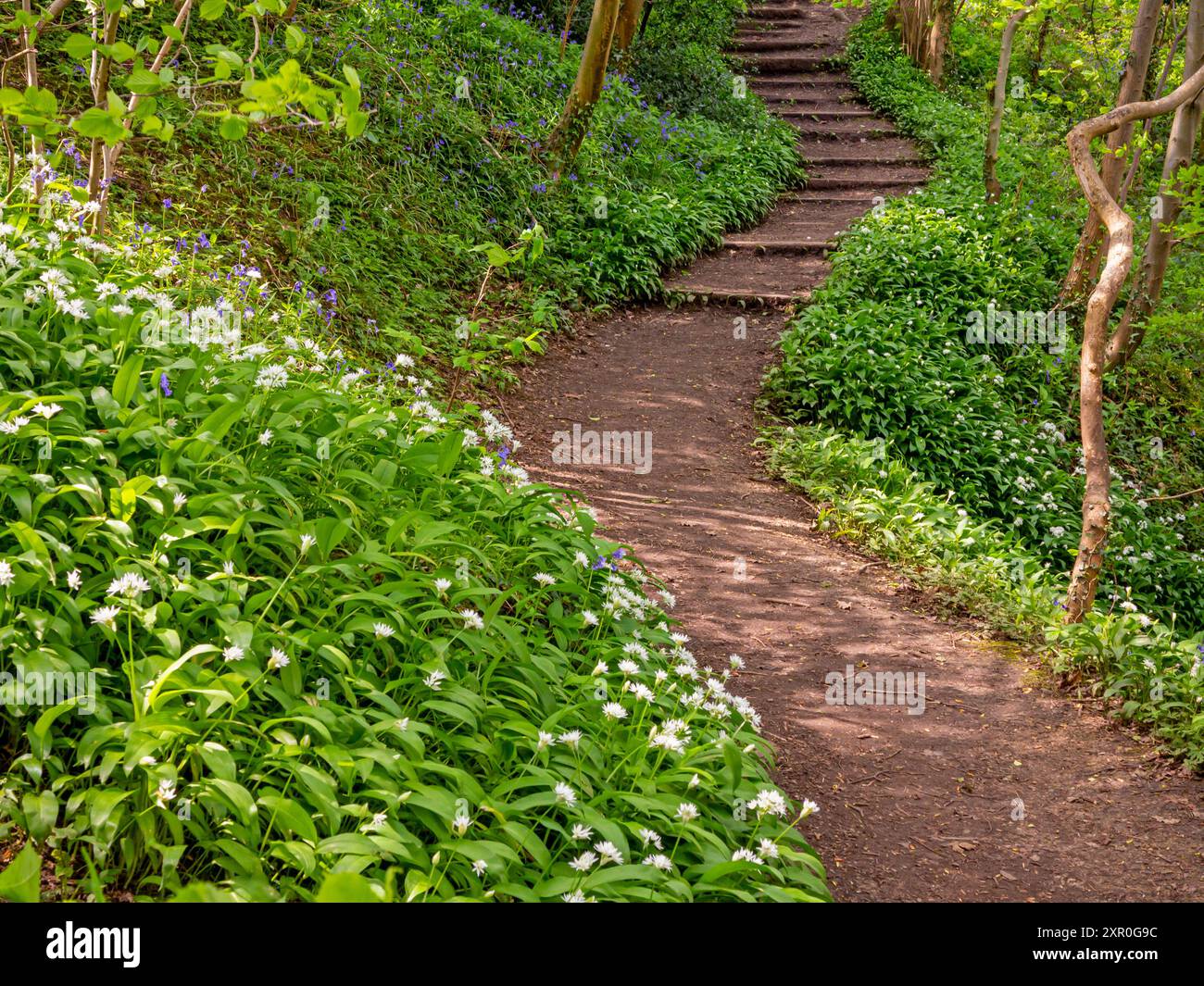 Woodland footpath in spring at Lovers Walk in Matlock Bath Derbyshire ...