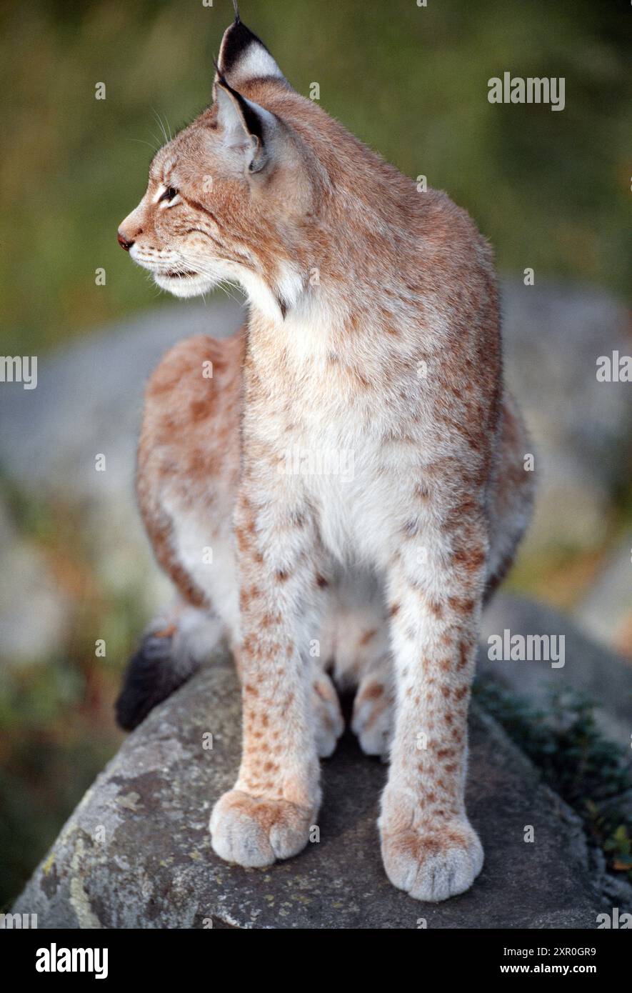 Northern Lynx (Lynx Lynx) captive animal in wildlife park, Finland ...