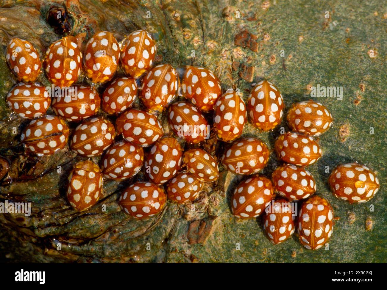 Orange Ladybird (Halyzia sedecimguttata) hibernating cluster close to ...