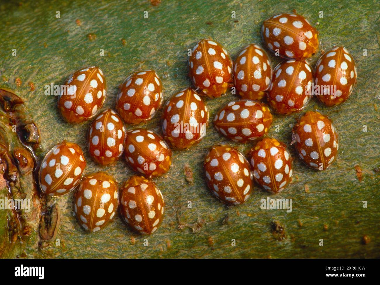 Orange Ladybird (Halyzia sedecimguttata) hibernating cluster close to ...
