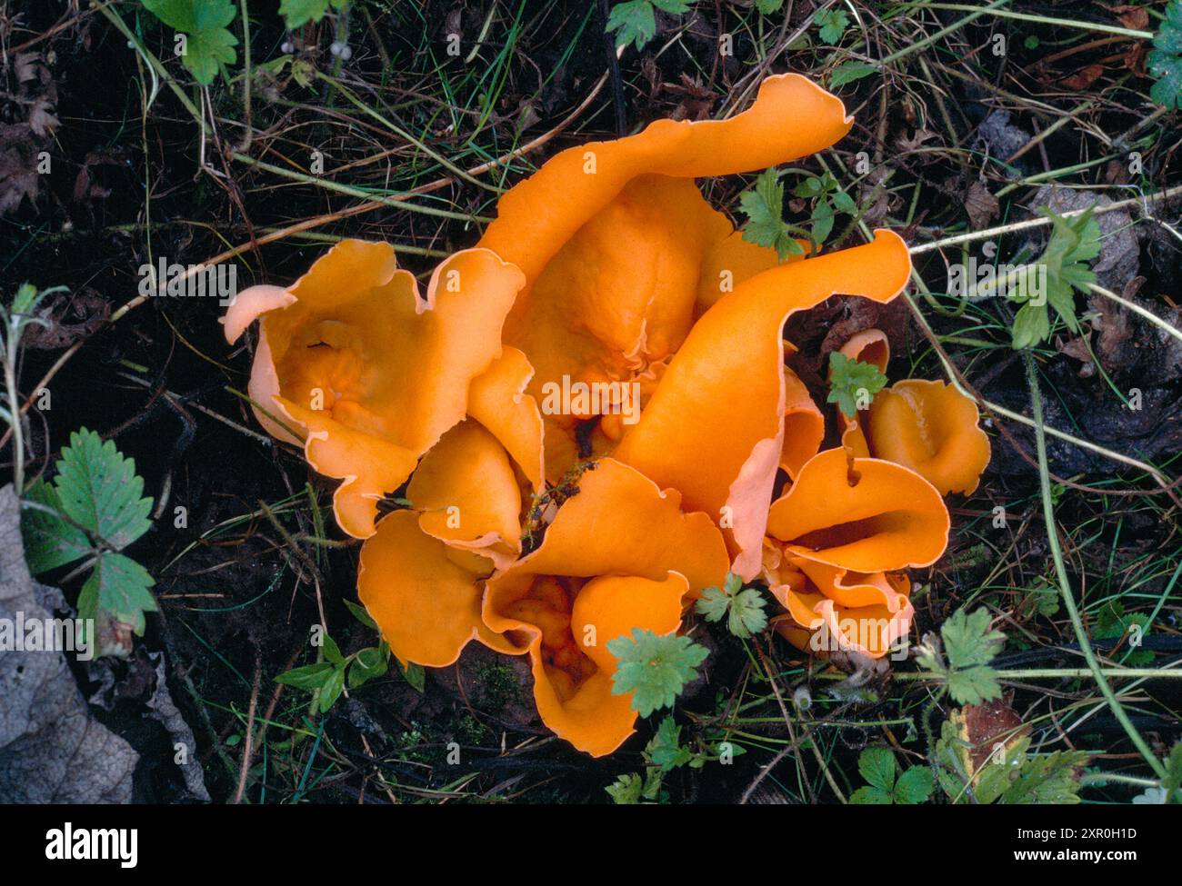 Orange peel fungus fungi hi-res stock photography and images - Alamy