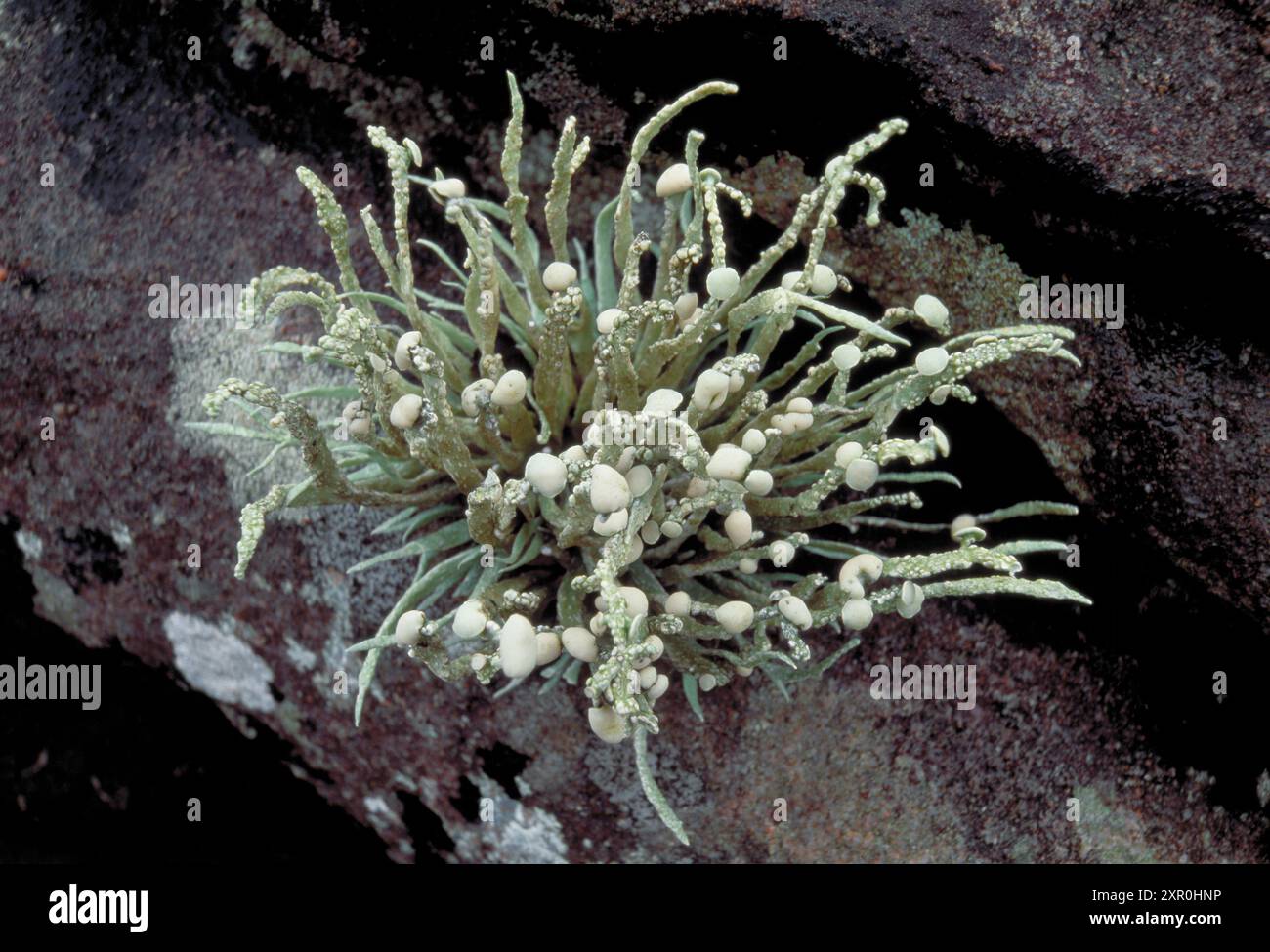Algae on old walls hi-res stock photography and images - Alamy