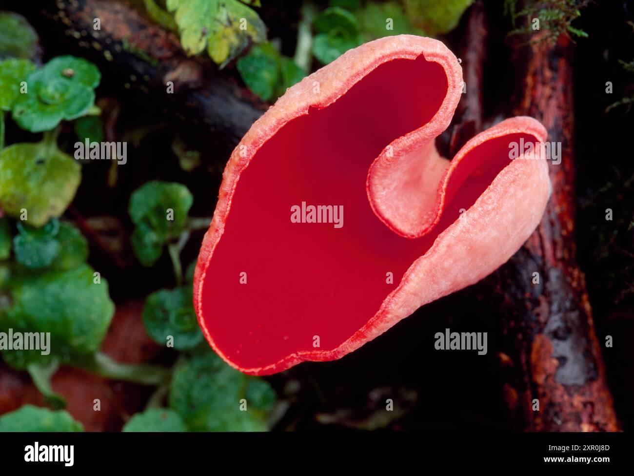 Scarlet Elf Cap / Scarlet Elfcup Fungi (Sarcoscypha coccinea) on damp ...