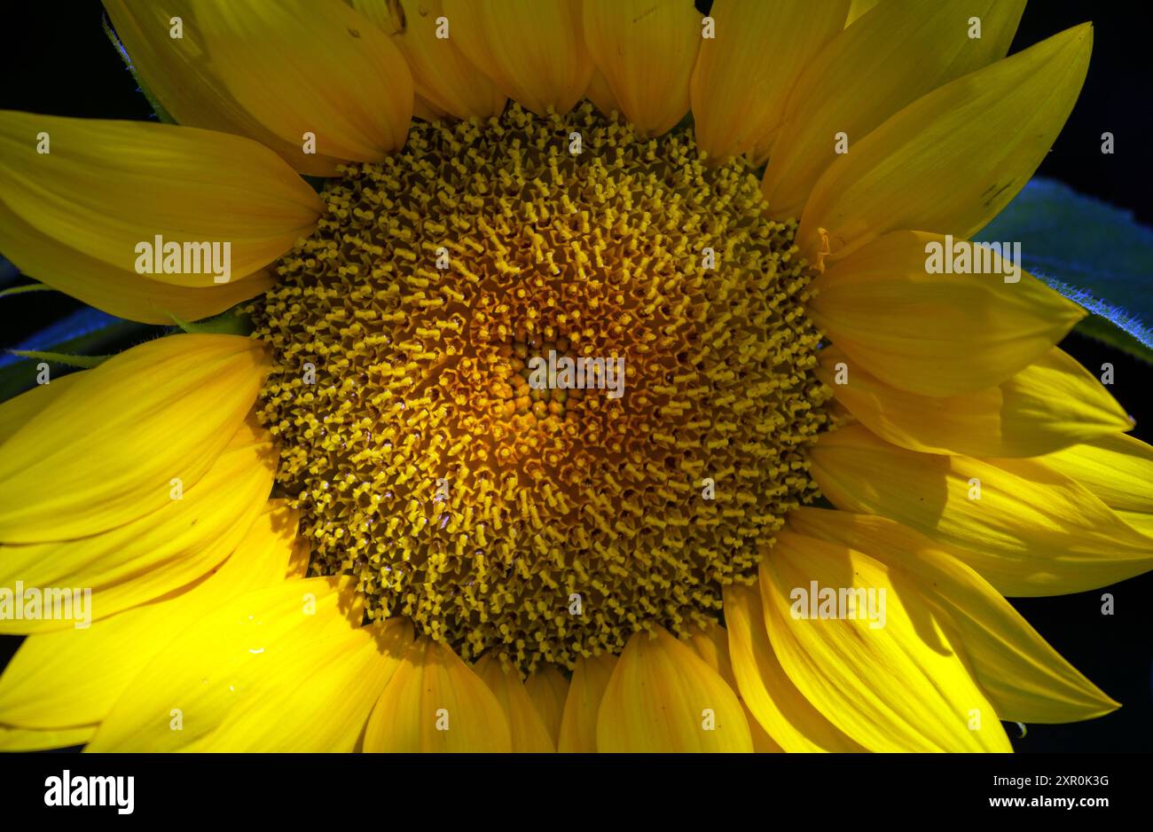 A macro photograph of a beautiful open and growing sunflower in the ...