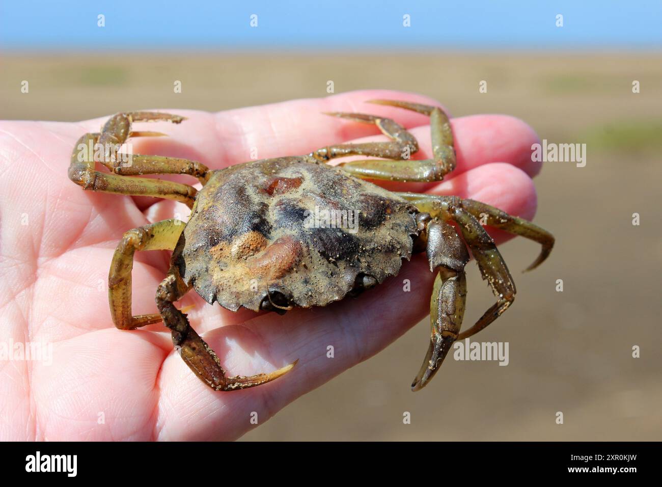 Common Shore Crab Carcinus maenas Stock Photo - Alamy