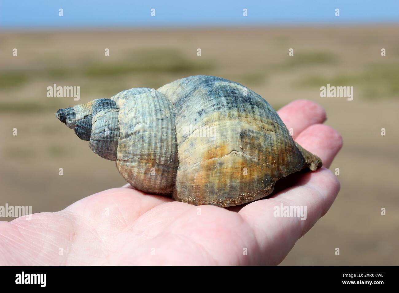 Common Whelk Buccinum undatum Stock Photo - Alamy