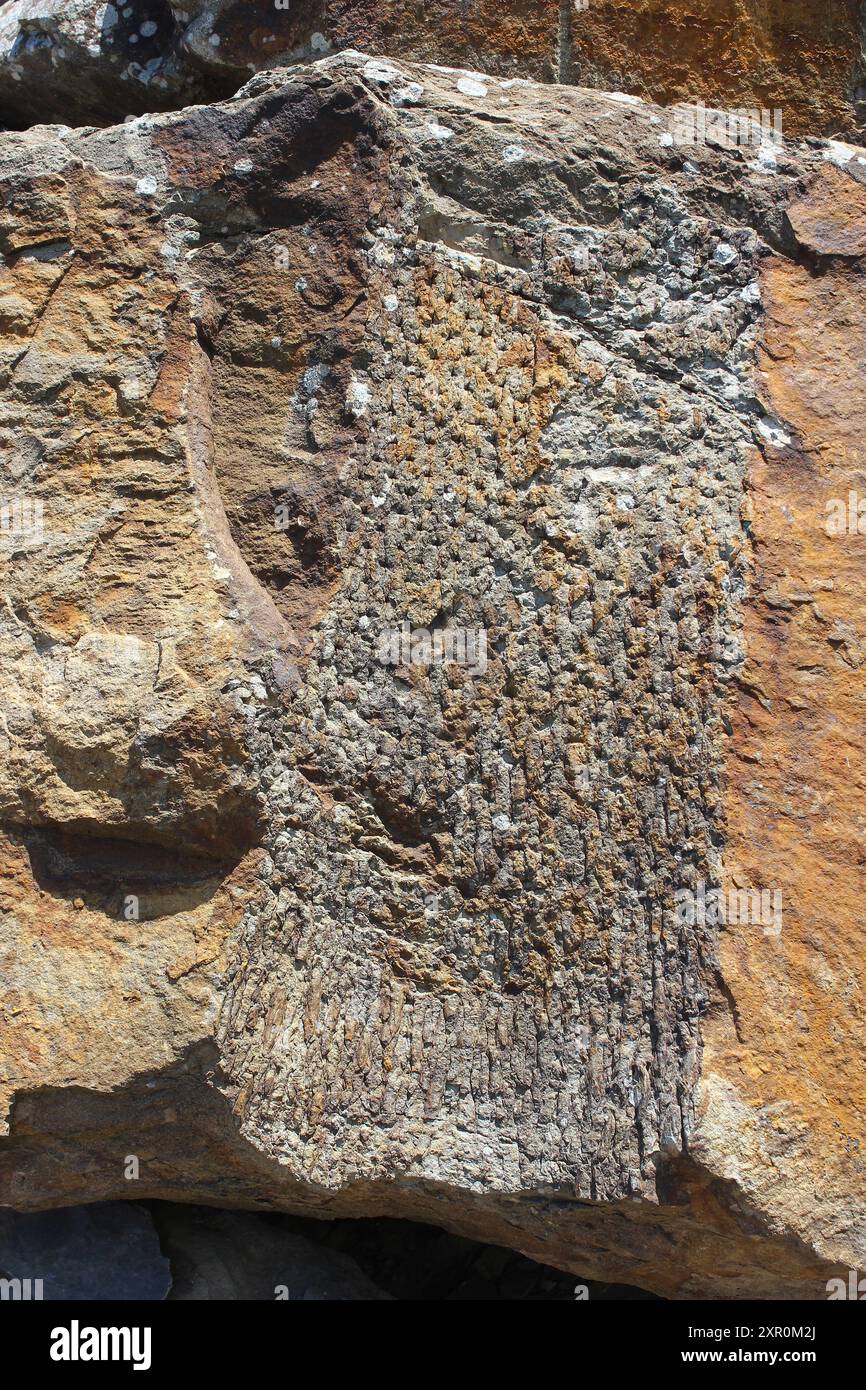 Plant lepidodendron carboniferous hi-res stock photography and images ...