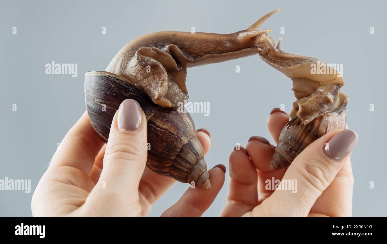 Two snails are kissing in the hands of a woman on a white background ...