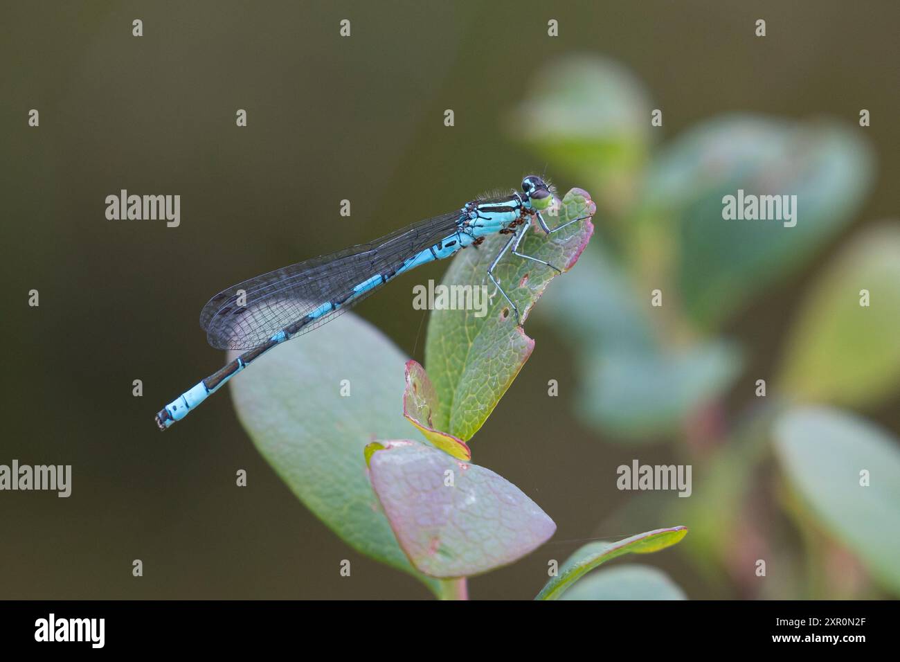 Speer-Azurjungfer, Speerazurjungfer, Männchen, Coenagrion hastulatum ...
