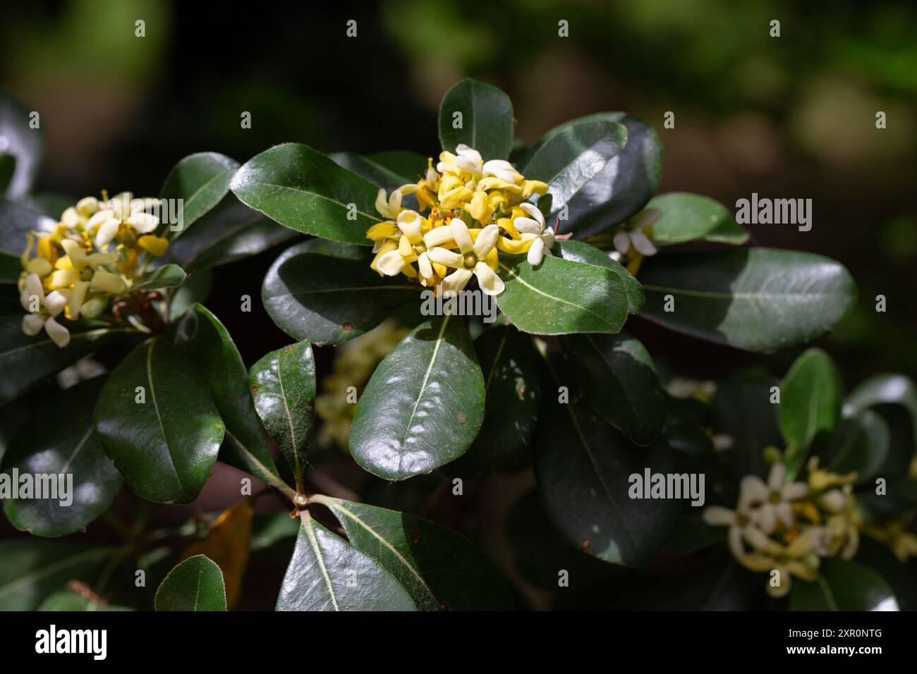 the flowering plant Pittosporum tobira, the Japanese pittosporum or ...