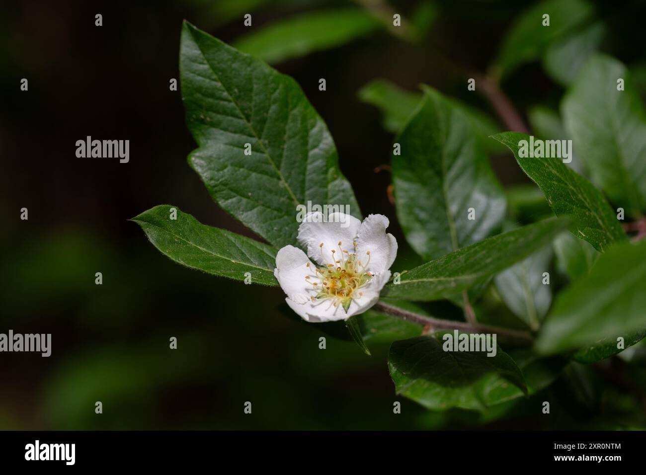 white flowers and leaves of the Japanese loquat tree, eriobotrya ...