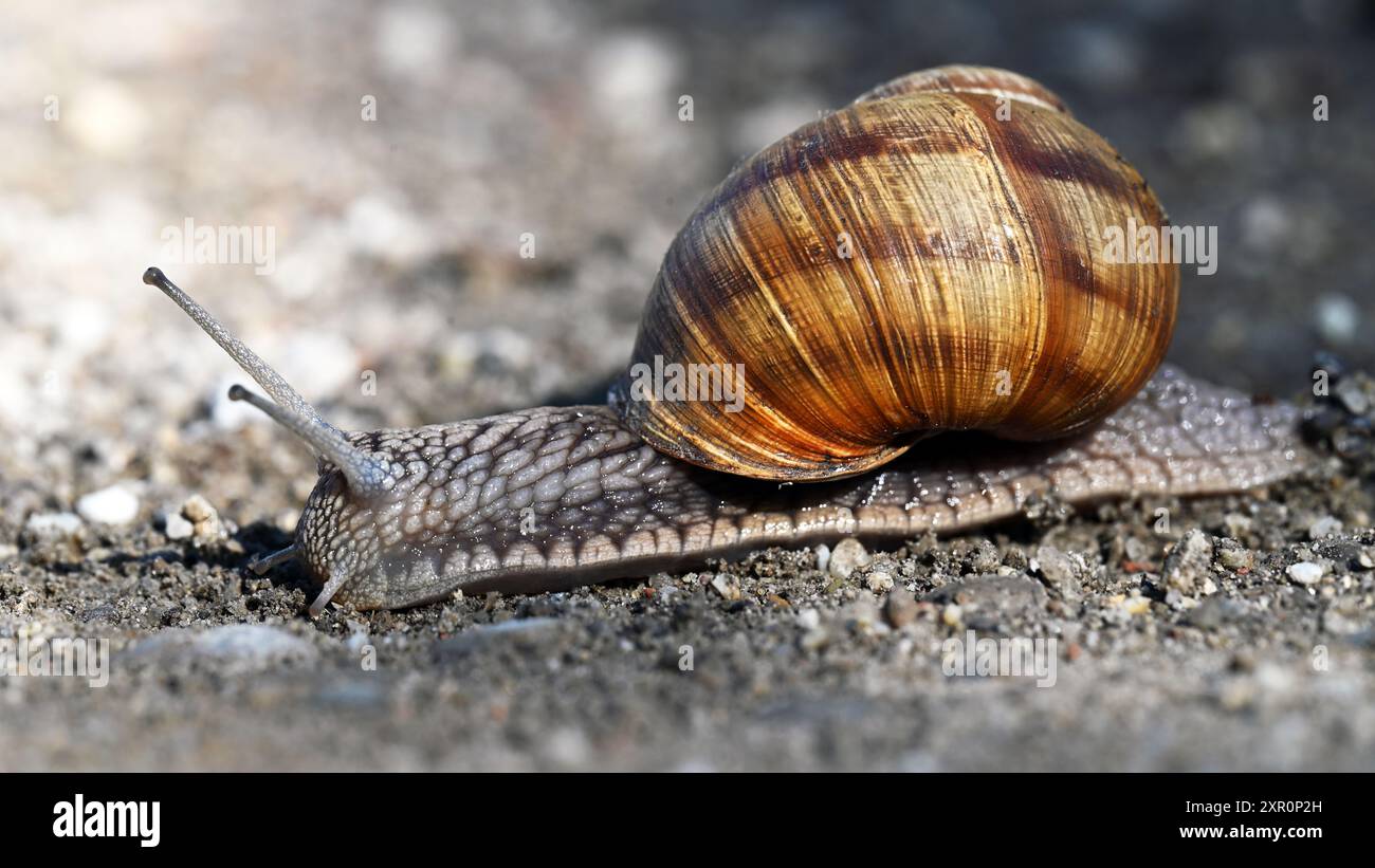 Brown snail crawling on gravel path in widescreen format Stock Photo ...
