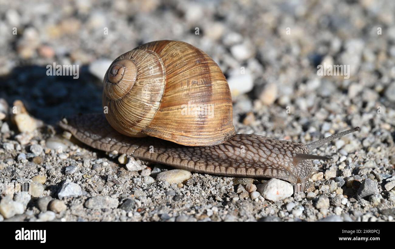 Brown snail crawling on gravel path in widescreen format Stock Photo ...