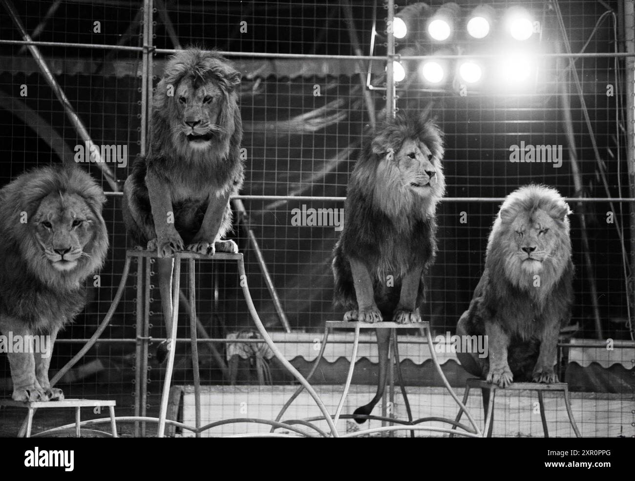 Circus tamer hi-res stock photography and images - Alamy