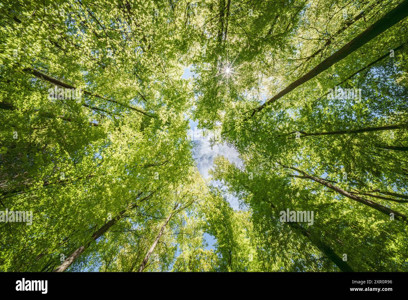 Bright sunlight in forest hi-res stock photography and images - Alamy