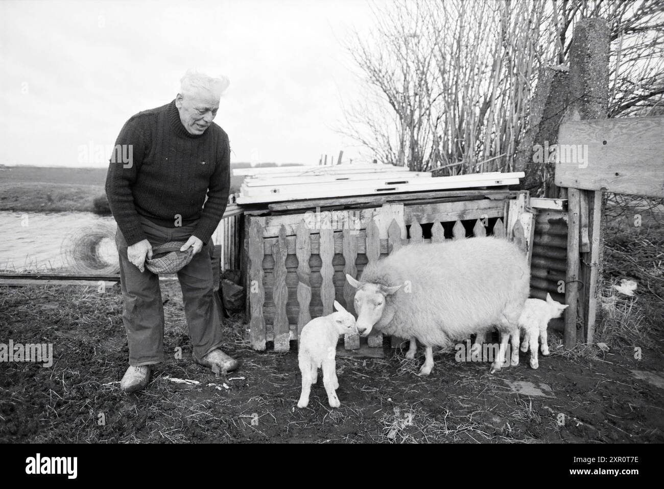 Mr. Douma, Sp'dam + sheep, Spaarndam, 02-02-1992, Whizgle Dutch News ...
