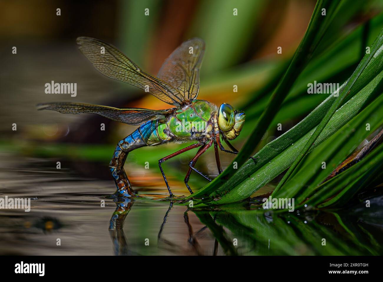 Emperor Dragonfly laying eggs Stock Photo - Alamy
