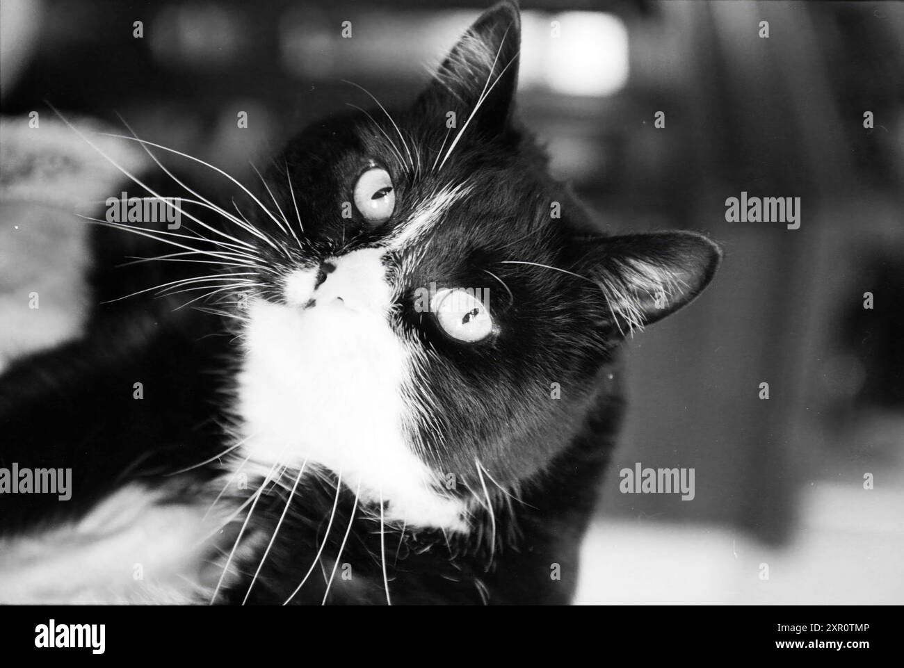 Nijgh hi-res stock photography and images - Alamy