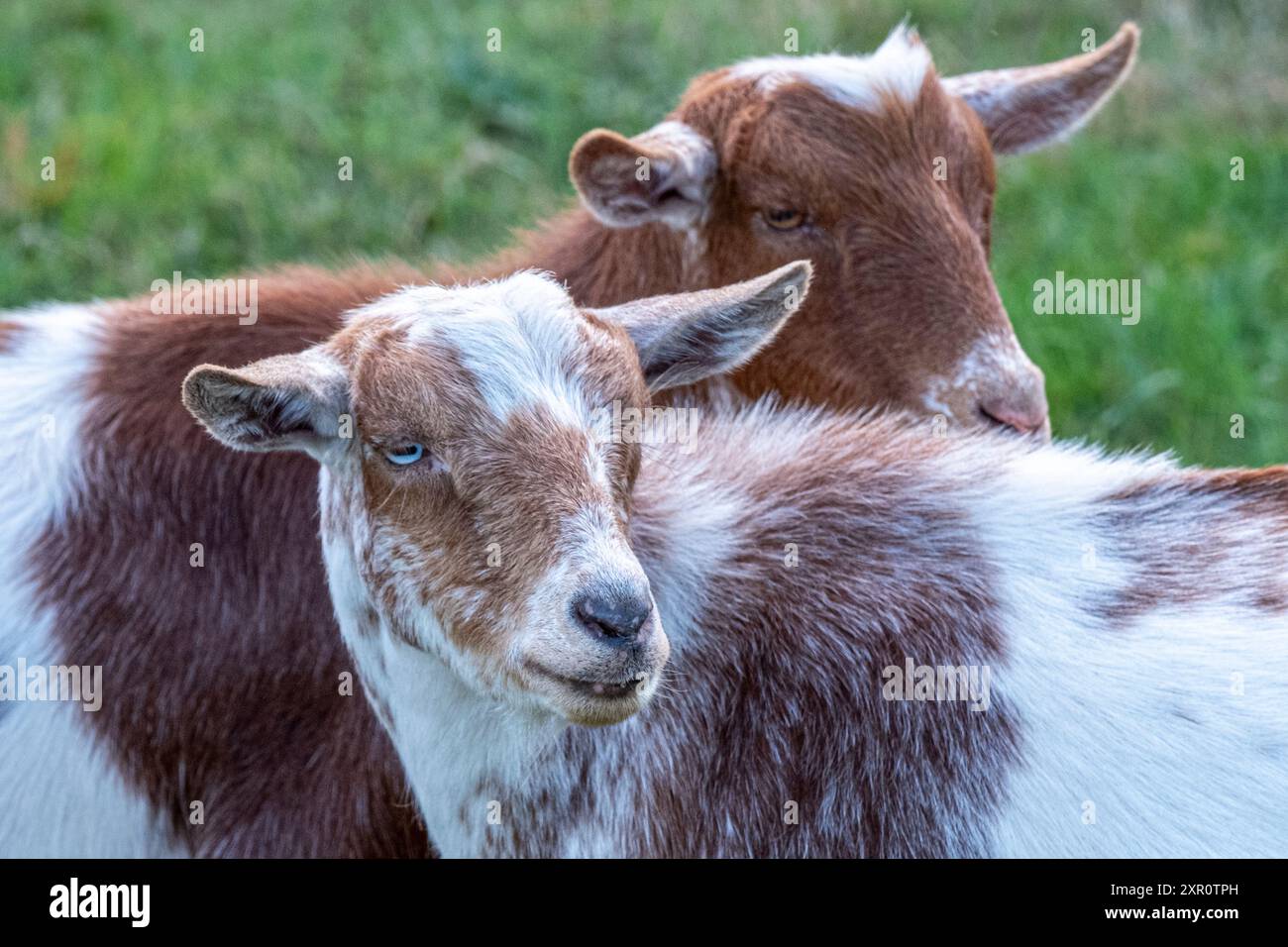Nigerian Dwarf goats on a New England farm Stock Photo - Alamy