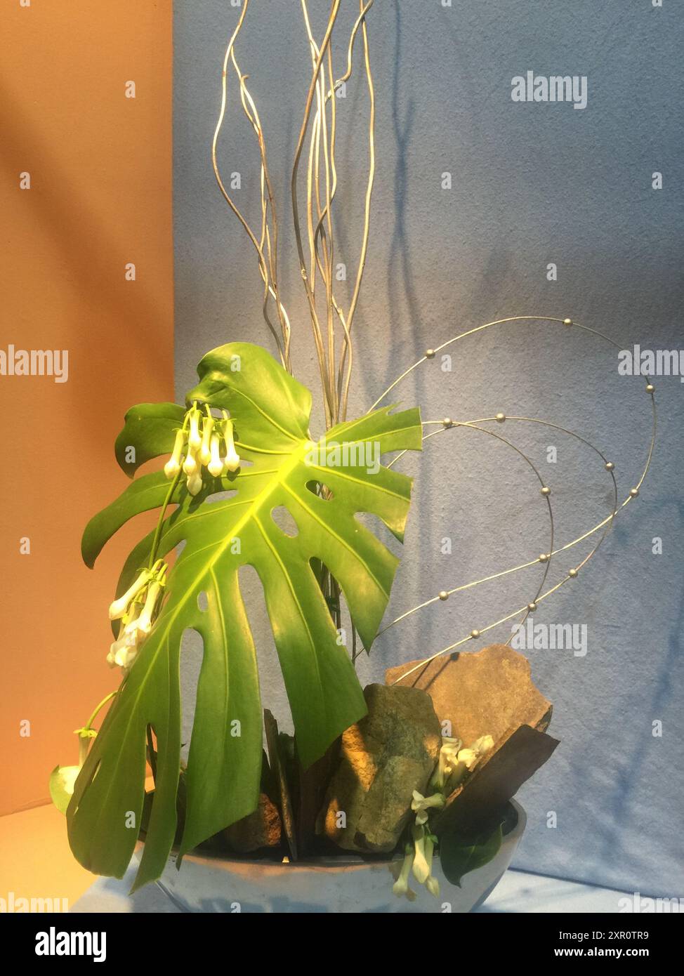 Swiss cheese plant, Monsteras - Award-winning flower arrangements Stock ...