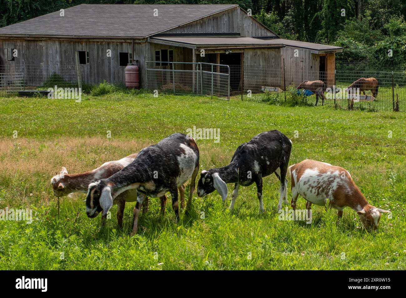 Several Nigerian and Nubian goats grazing in a field Stock Photo - Alamy
