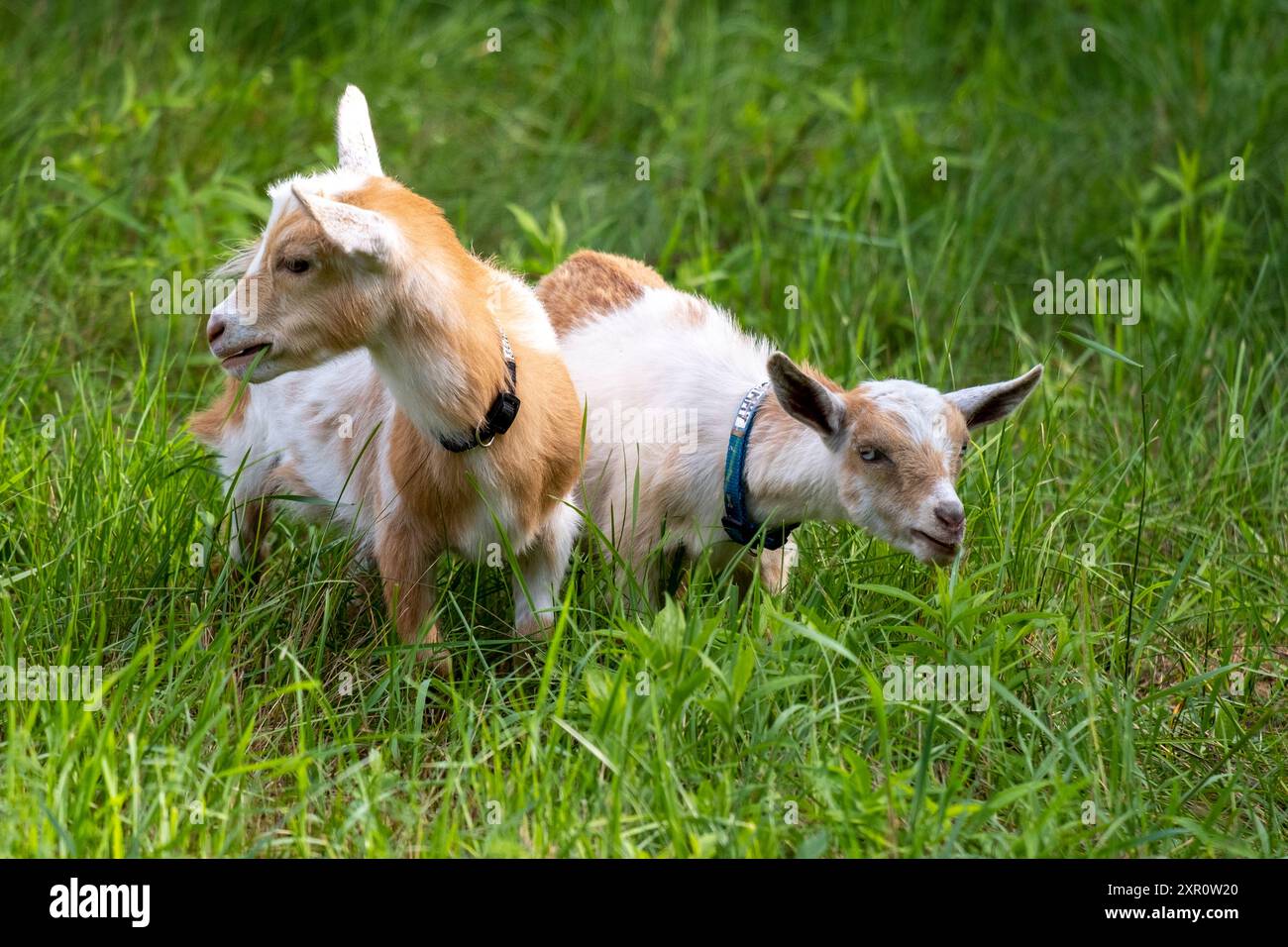 Nigerian Dwarf Goats on a farm Stock Photo - Alamy