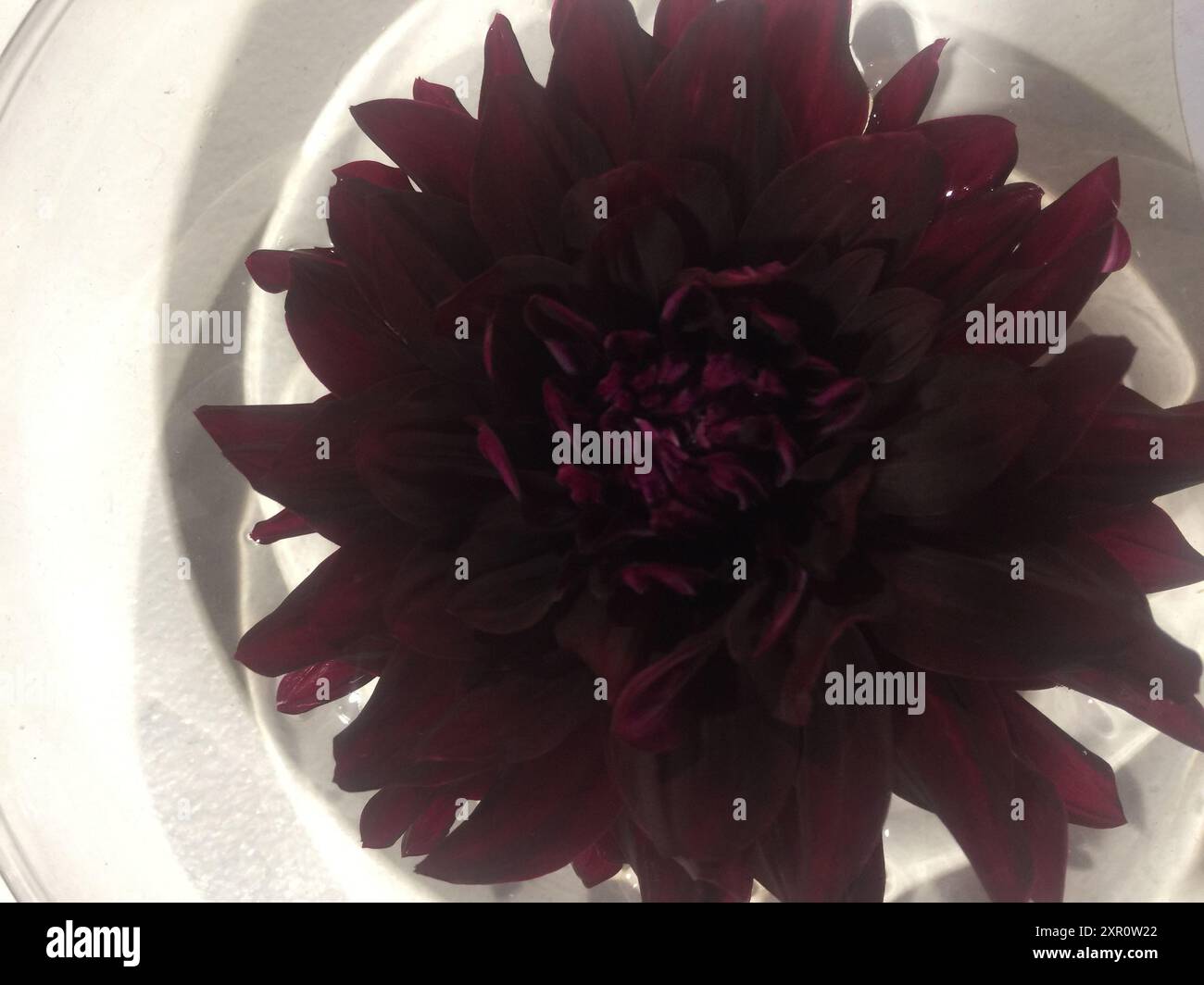 Dahlia - Award-winning flower arrangements Stock Photo - Alamy