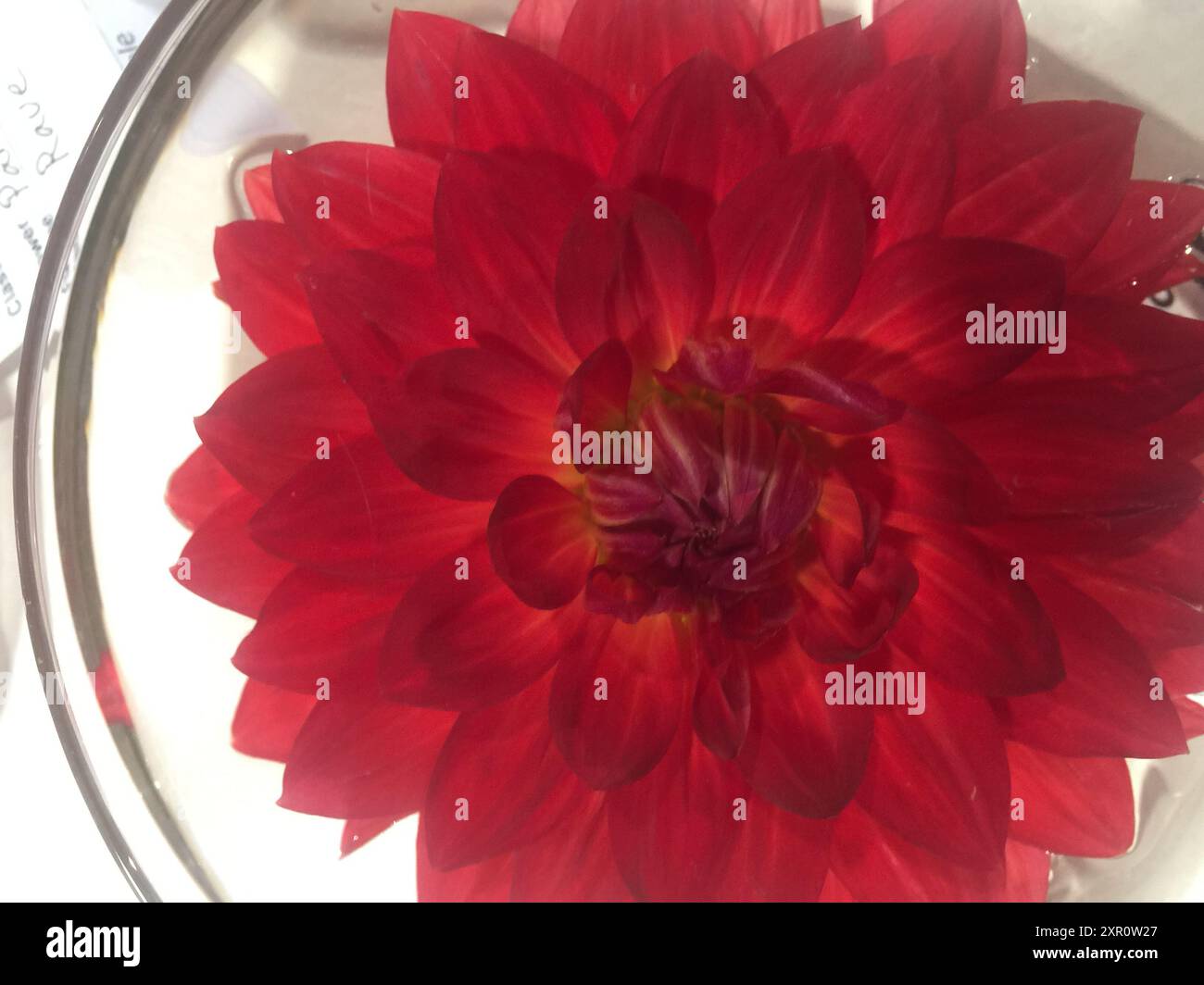 Dahlia - Award-winning flower arrangements Stock Photo - Alamy