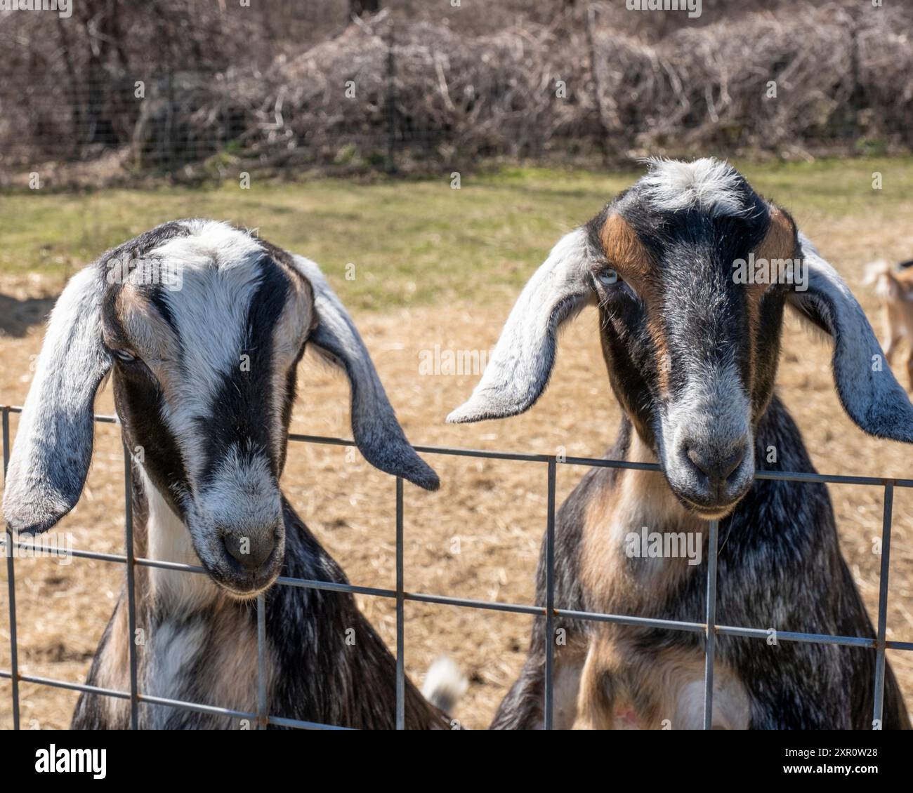 Friendly goats hi-res stock photography and images - Alamy