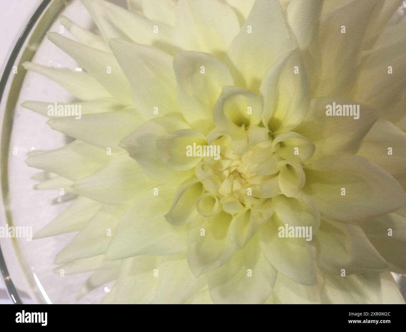 Dahlia - Award-winning flower arrangements Stock Photo - Alamy