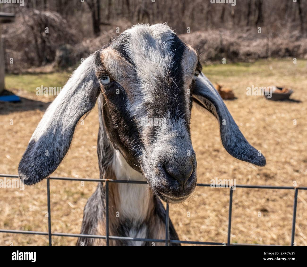 Friendly farm animal hi-res stock photography and images - Alamy