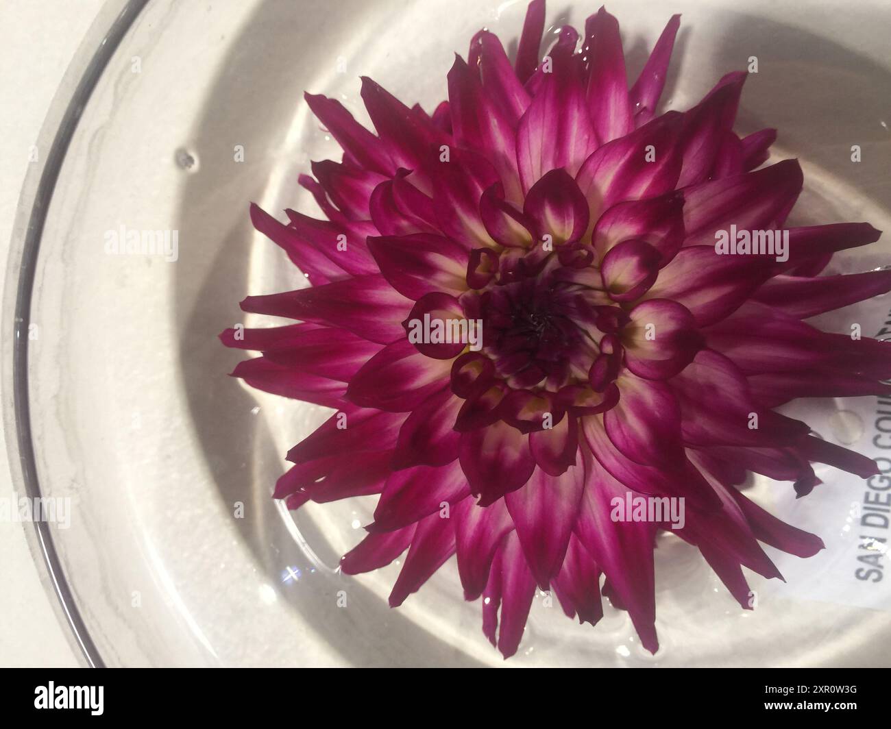 Dahlia - Award-winning flower arrangements Stock Photo - Alamy