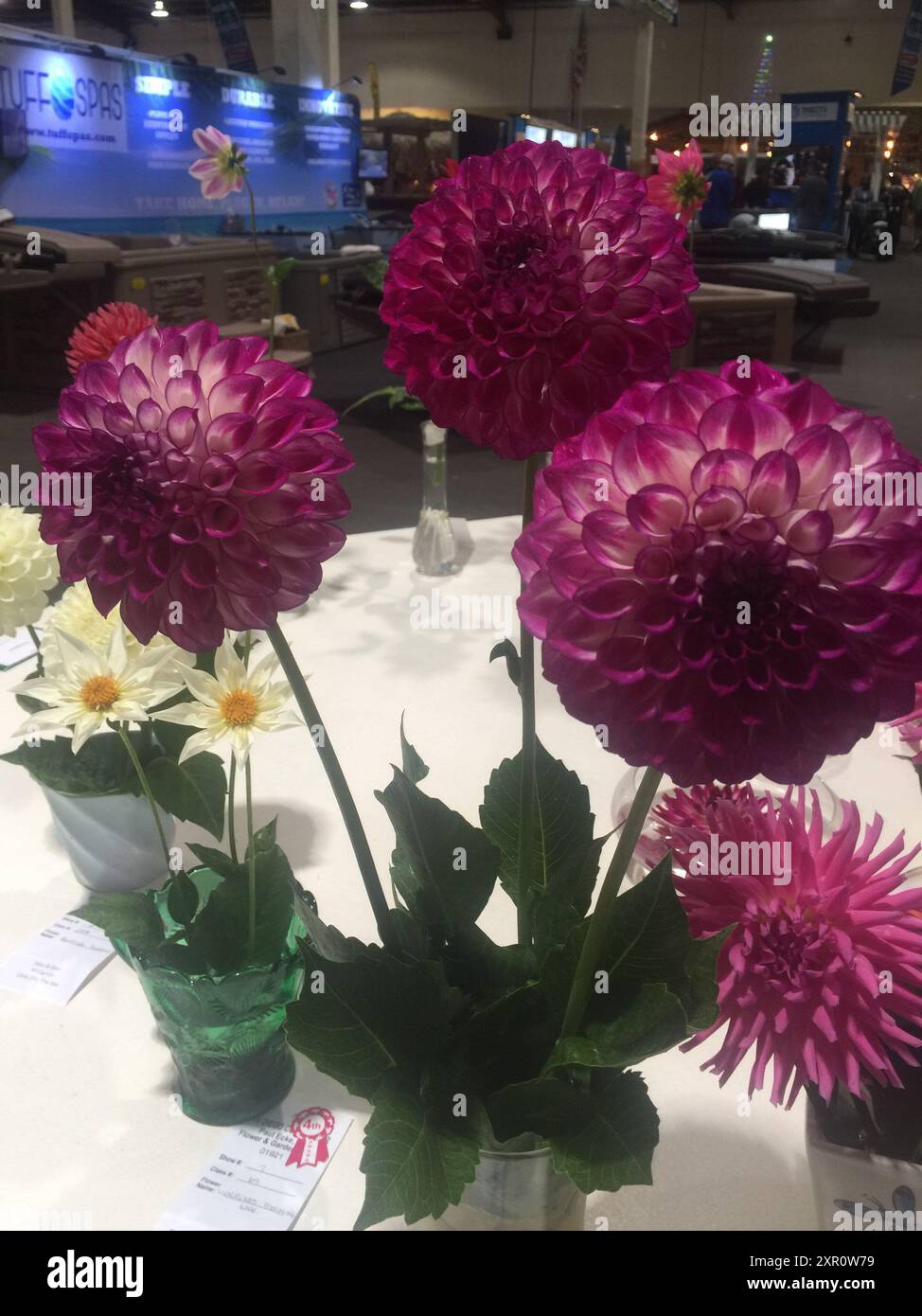 Dahlia - Award-winning flower arrangements Stock Photo - Alamy