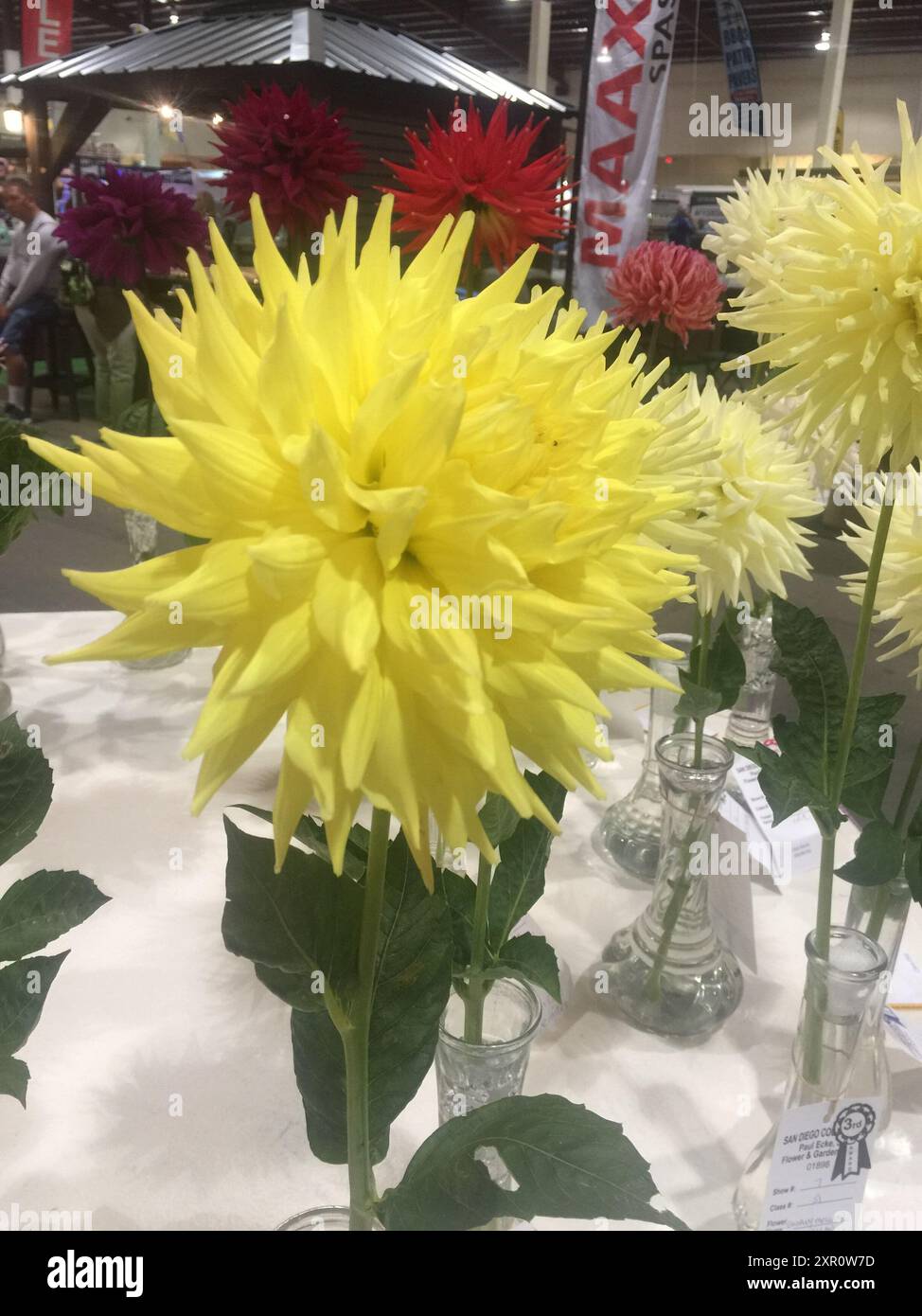Dahlia - Award-winning flower arrangements Stock Photo - Alamy