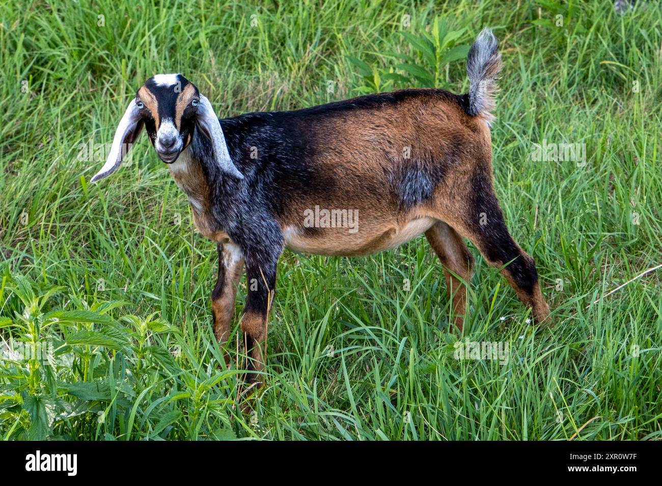Woman feeding goat hi-res stock photography and images - Alamy